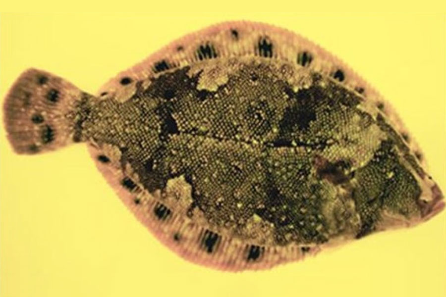 “高級”ホシガレイ稚魚、低コストで大量養殖 全国豊かな海づくり推進協会など8機関 | 日刊工業新聞 電子版