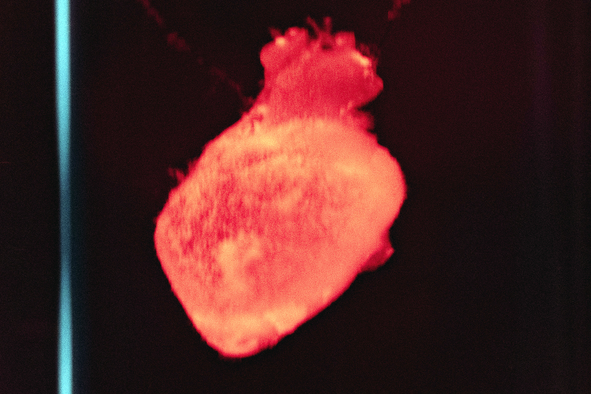 パソナグループ、万博で「iPS心臓」公開 | 日刊工業新聞 電子版