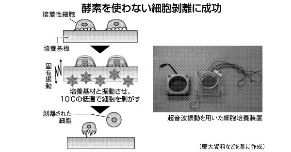 トリプシン細胞剥離 – トリプシン 細胞剥離 時間 – CellPrime® rTrypsin Recombinant trypsin – MIKJK